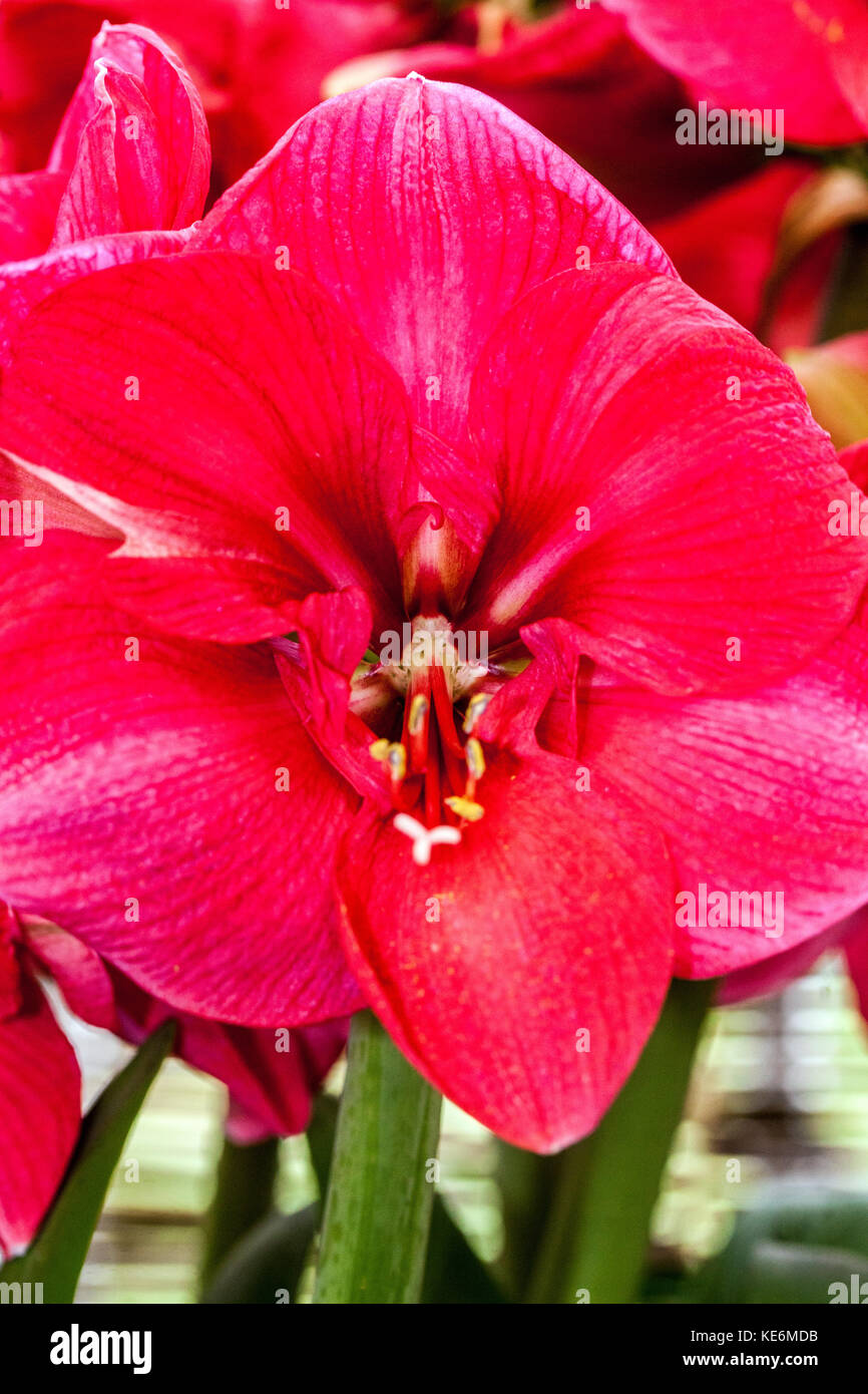 Hippeastrum hippeastrum hi-res stock photography and images - Alamy