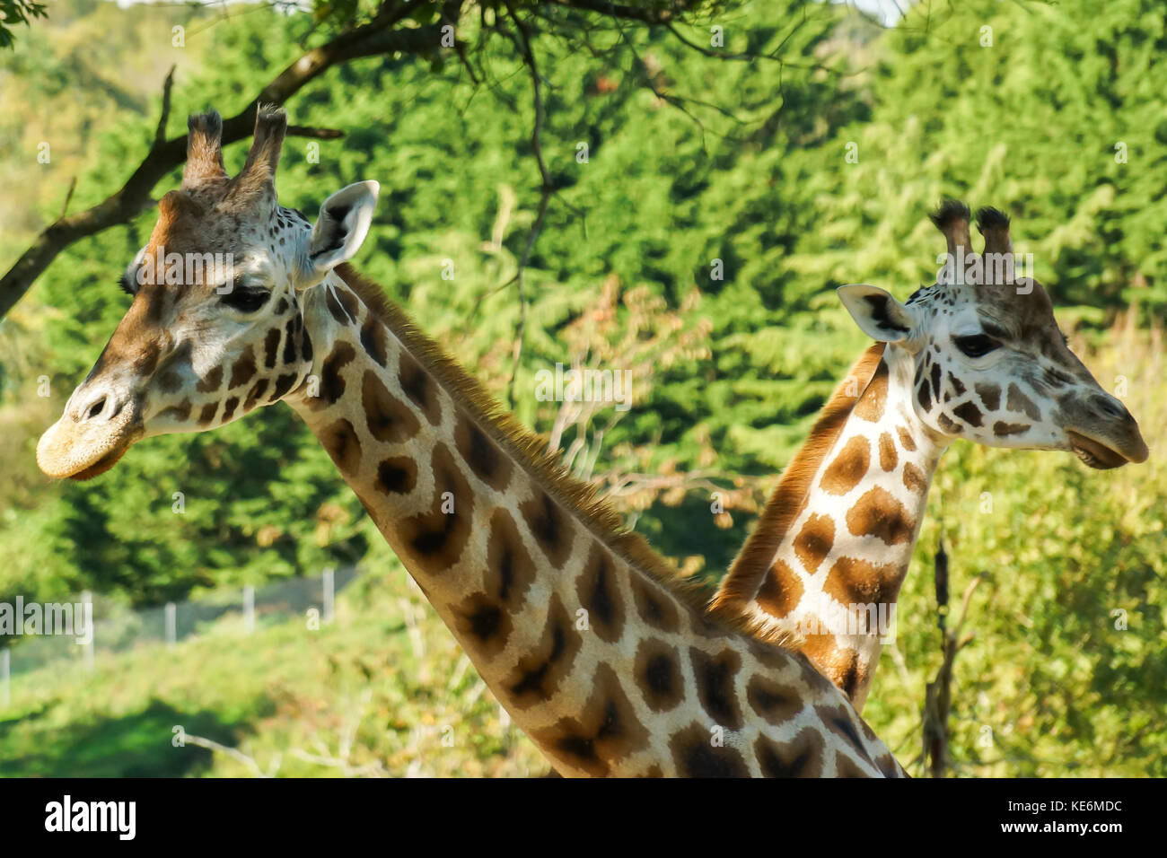 Giraffes face and neck hi-res stock photography and images - Alamy