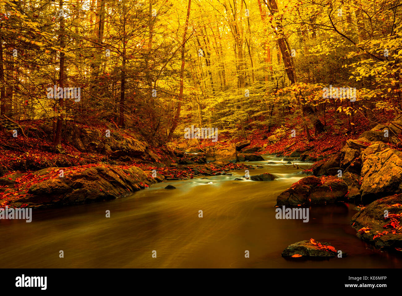Colorful autumn river background with dry red leaves on the ground ...
