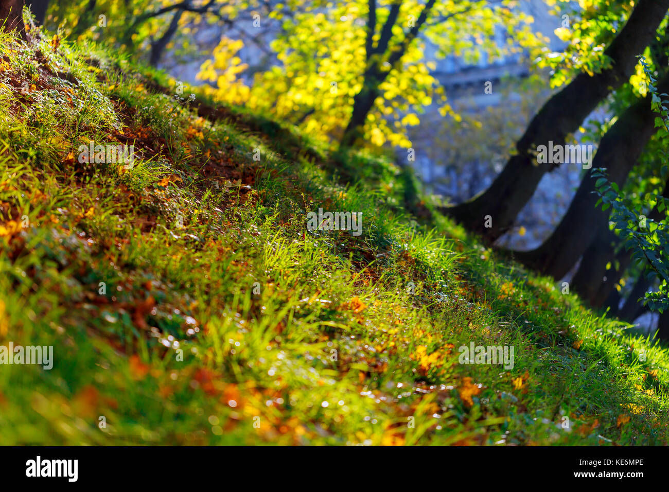 Green trees in park, a morning view with backlight Stock Photo - Alamy