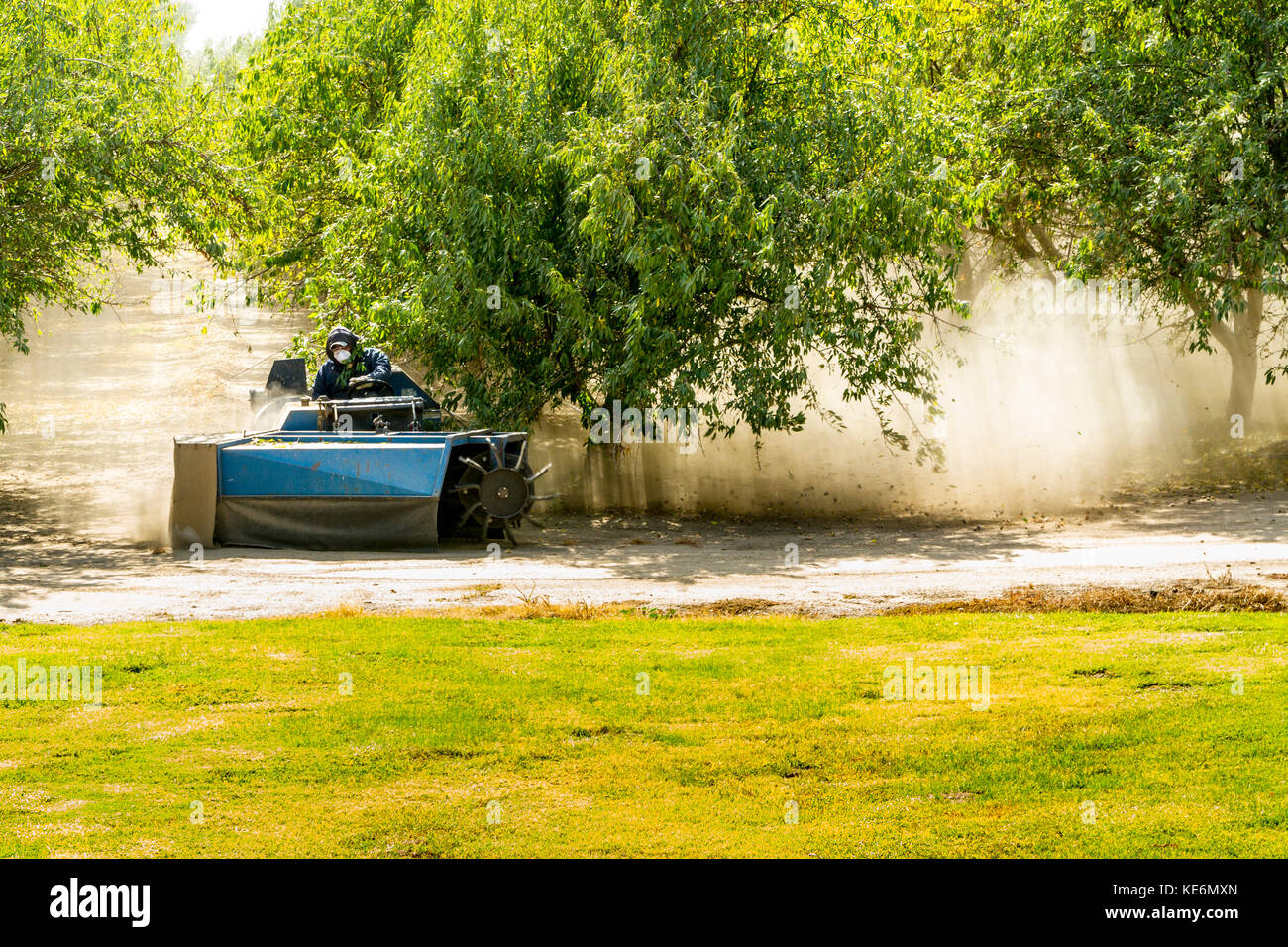 A machine that sweeps almonds into a row to be later picked up by ...