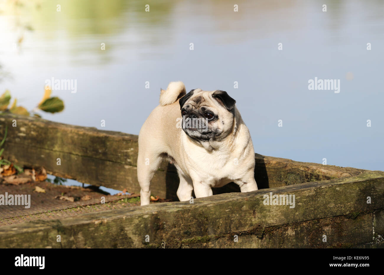 7 year old female (bitch) fawn pug on a walk in the countryside ...