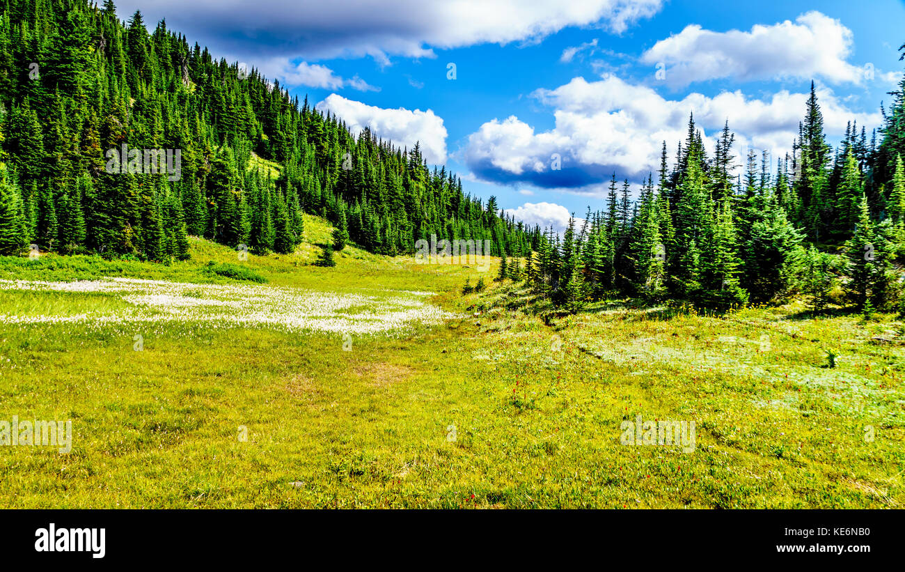 Hiking through alpine meadows covered in wildflowers in the high alpine ...