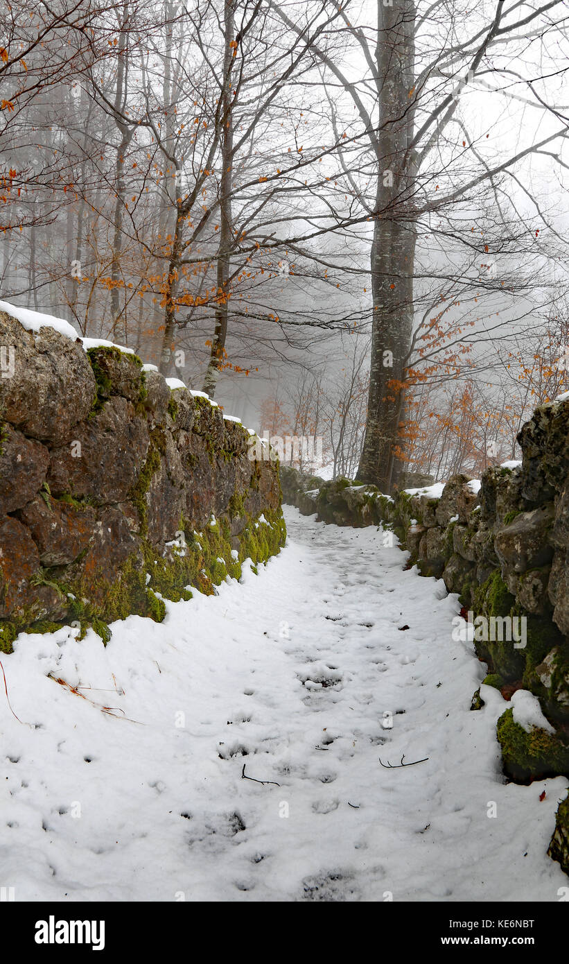 iced path in the middle of the cold snowy forest in winter Stock Photo ...