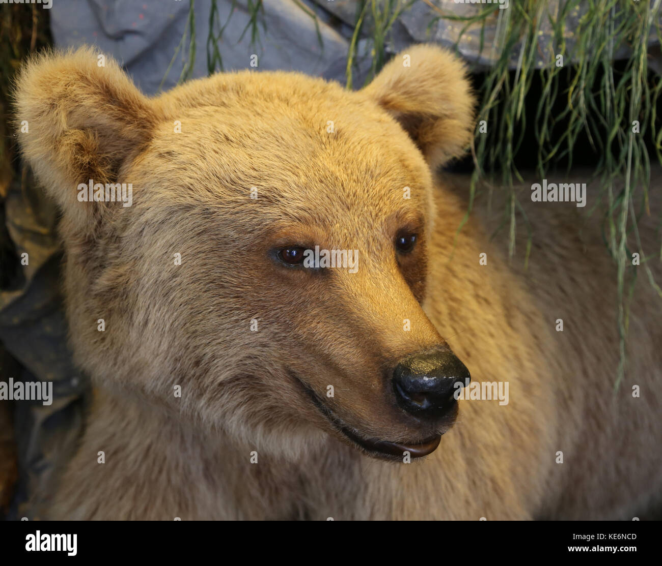 Straight ears hi-res stock photography and images - Alamy