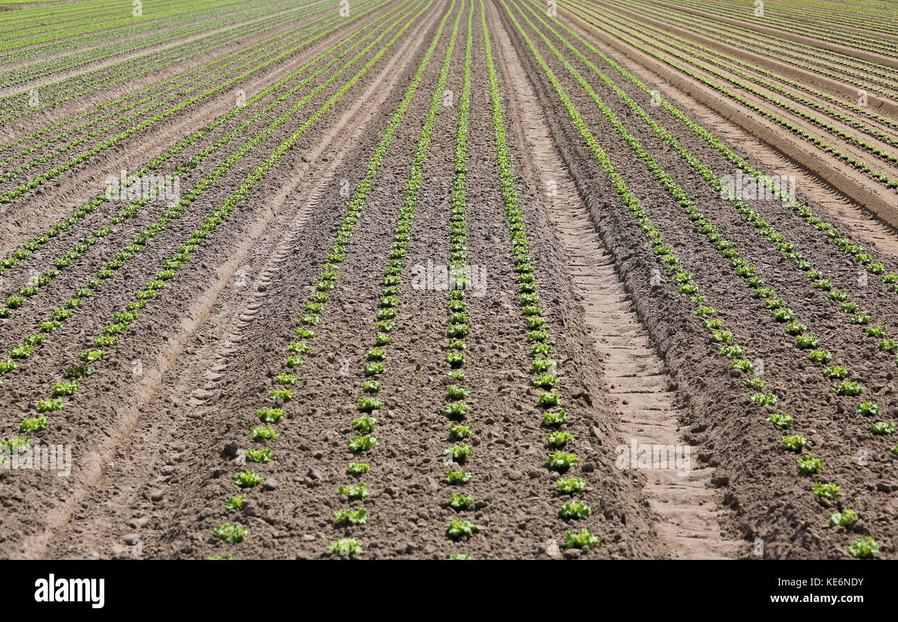 green lettuce shoots growing in sandy soil in a farm Stock Photo - Alamy