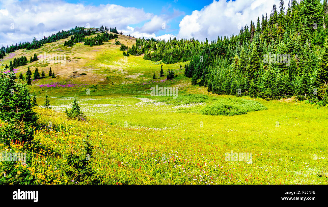 Hiking through alpine meadows covered in wildflowers in the high alpine ...