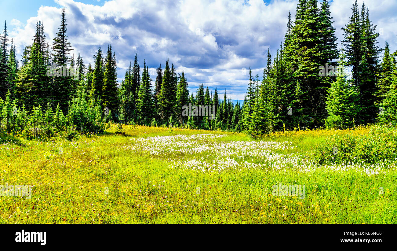 Hiking through alpine meadows covered in wildflowers in the high alpine ...