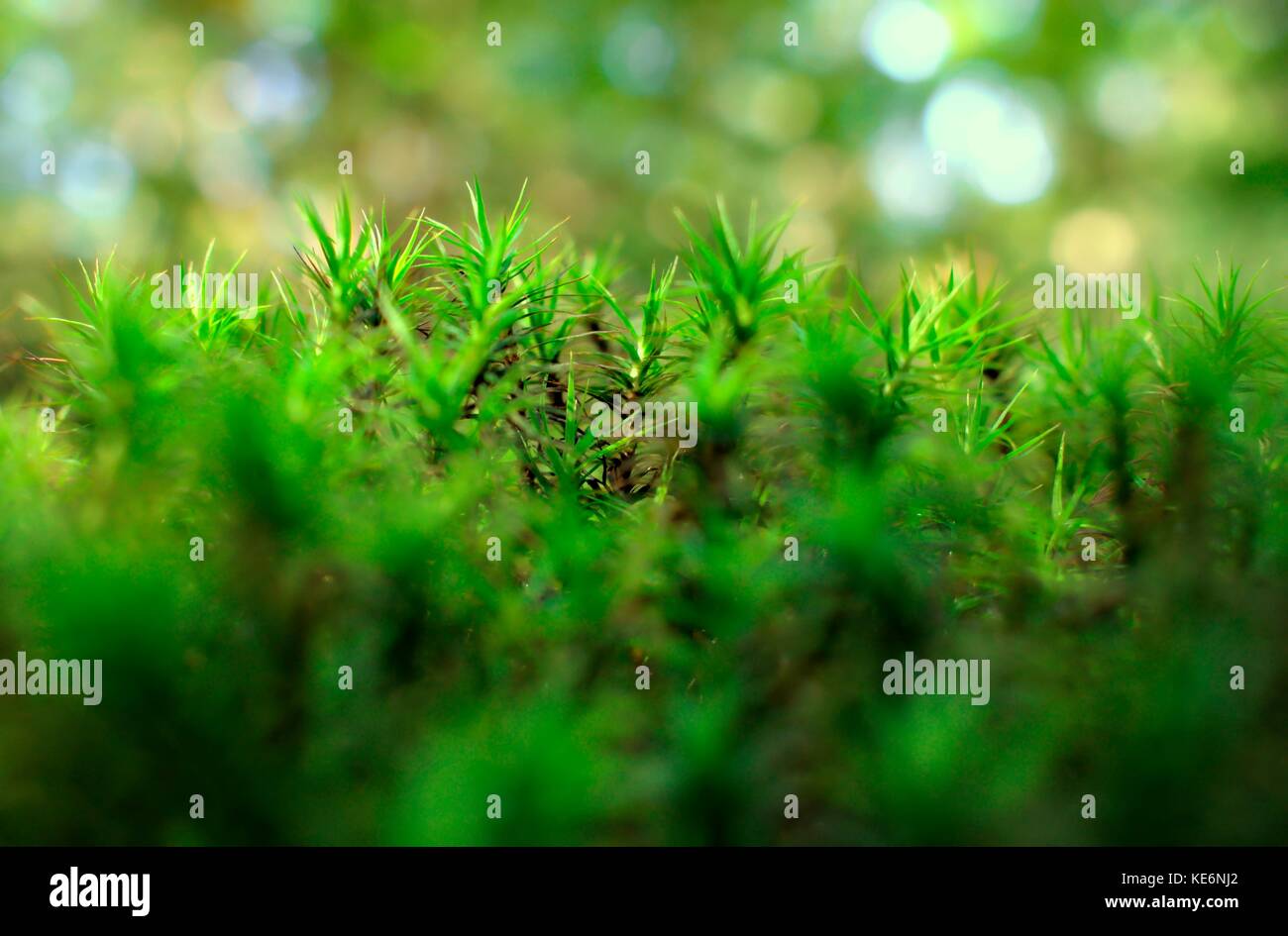 Beautiful wildlife forest green moss hi-res stock photography and ...