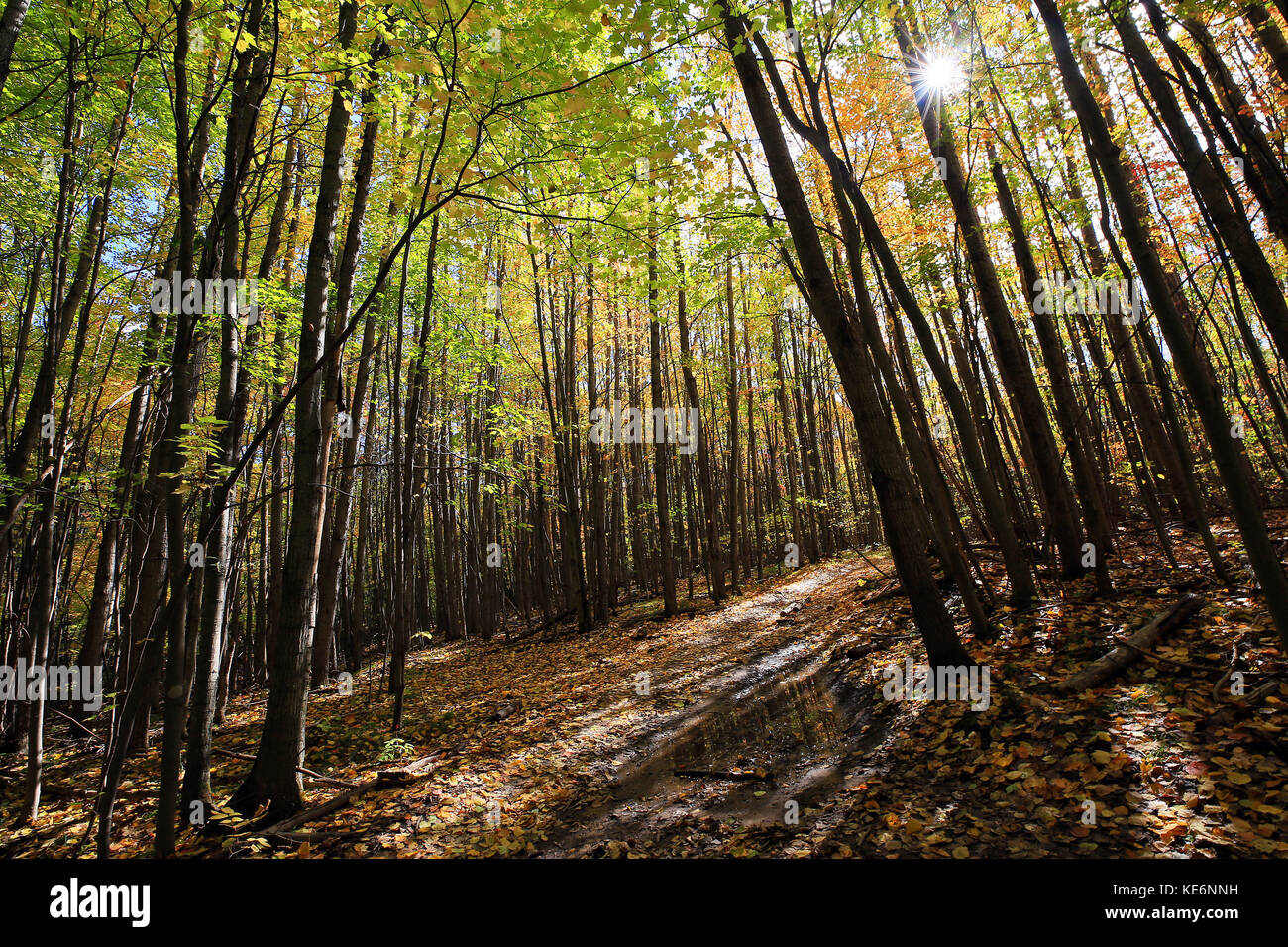 Autumn in Michigan Woods Stock Photo - Alamy