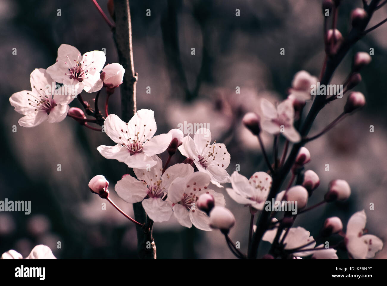 Cherry blossom branch hi-res stock photography and images - Alamy