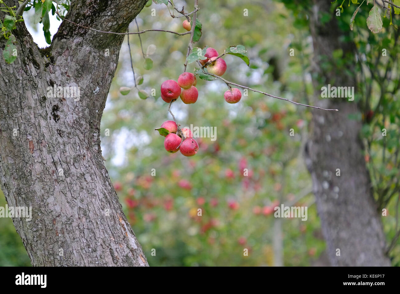 Apple trees in ancient apple orchard, Somerset, UK Stock Photo - Alamy