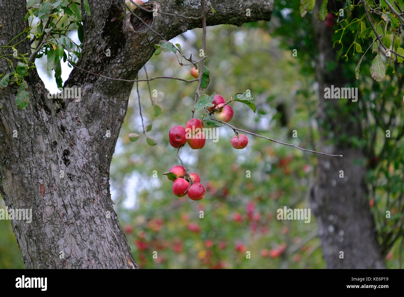 Apple trees in ancient apple orchard, Somerset, UK Stock Photo - Alamy