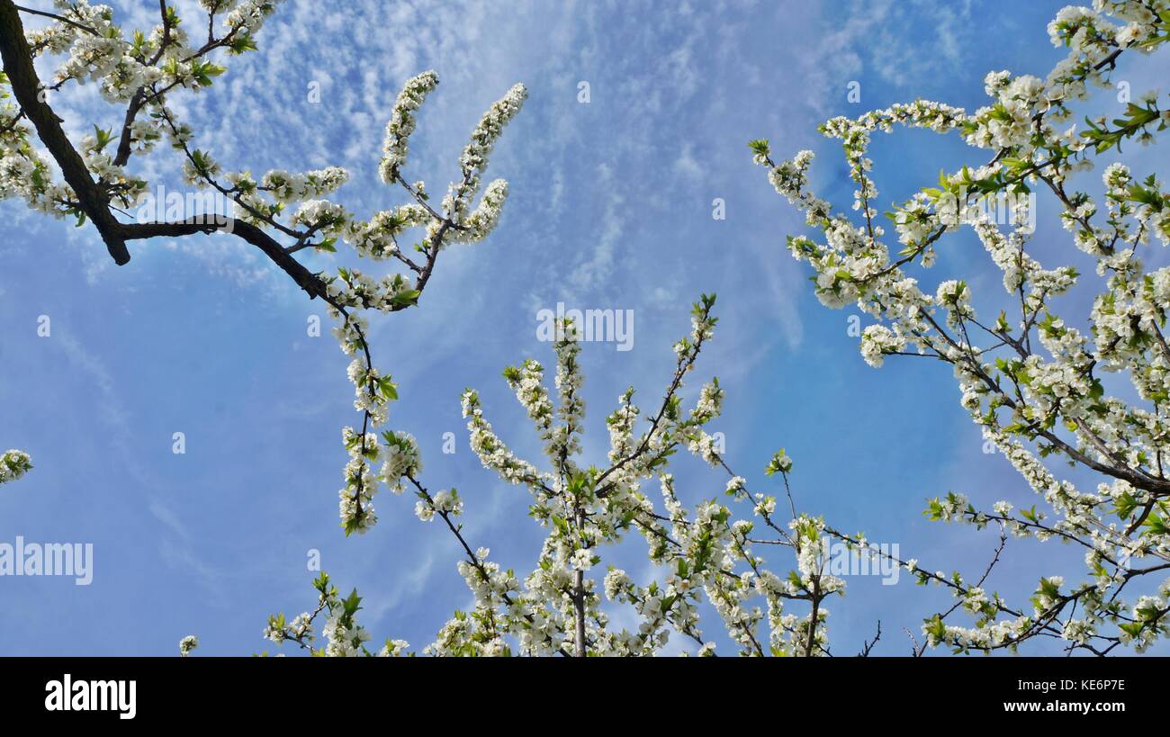 Fruit trees blooming during spring in central valley california Stock ...
