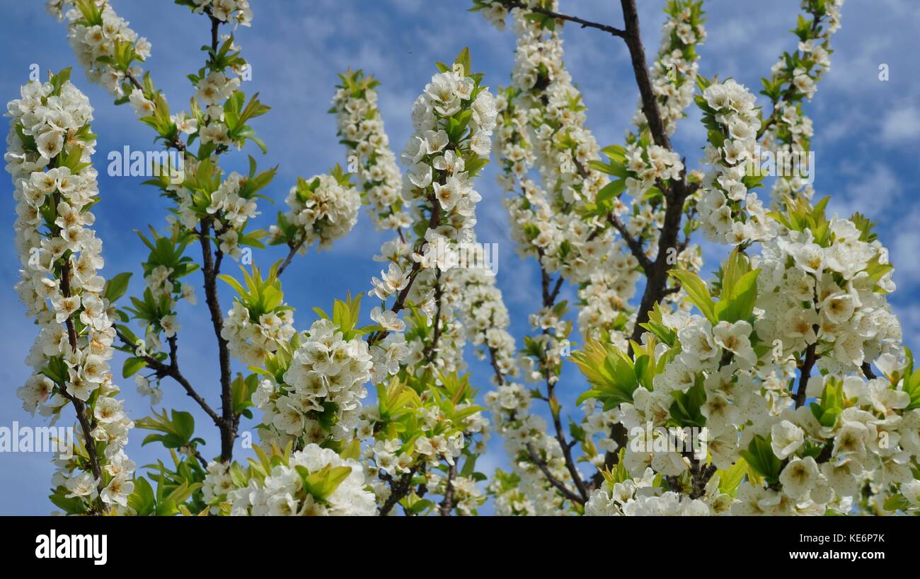 Fruit trees blooming during spring in central valley california Stock ...