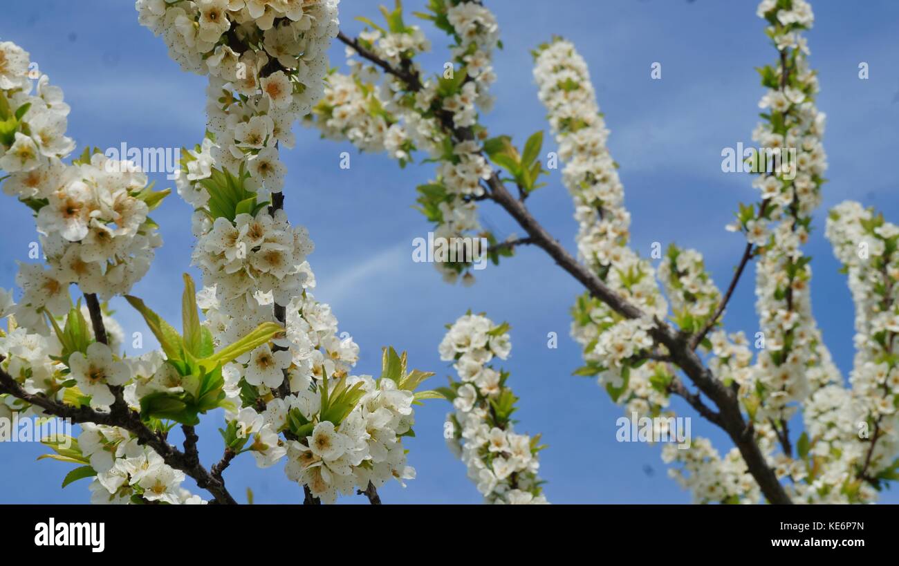 Fruit trees blooming during spring in central valley california Stock ...