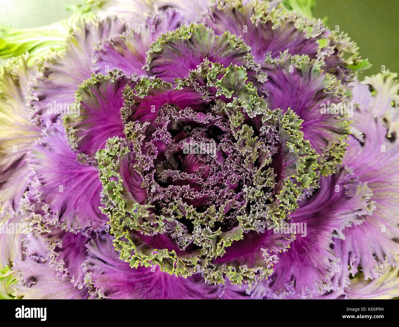 close up of ornamental cabbage flower Stock Photo - Alamy
