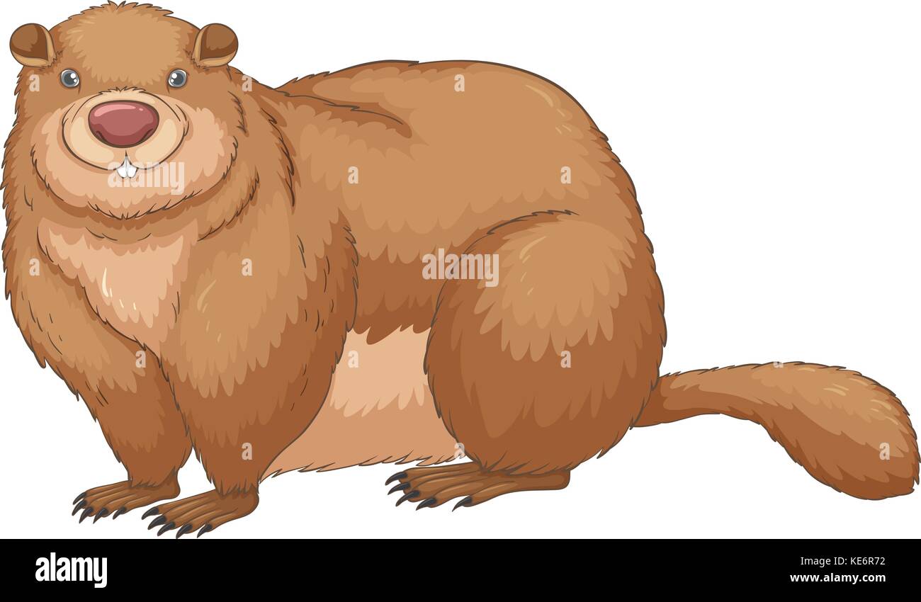 Illustration of a close up woodchuck Stock Vector Image & Art - Alamy
