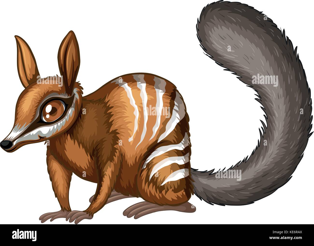 Illustration of a close up numbat Stock Vector Image & Art - Alamy
