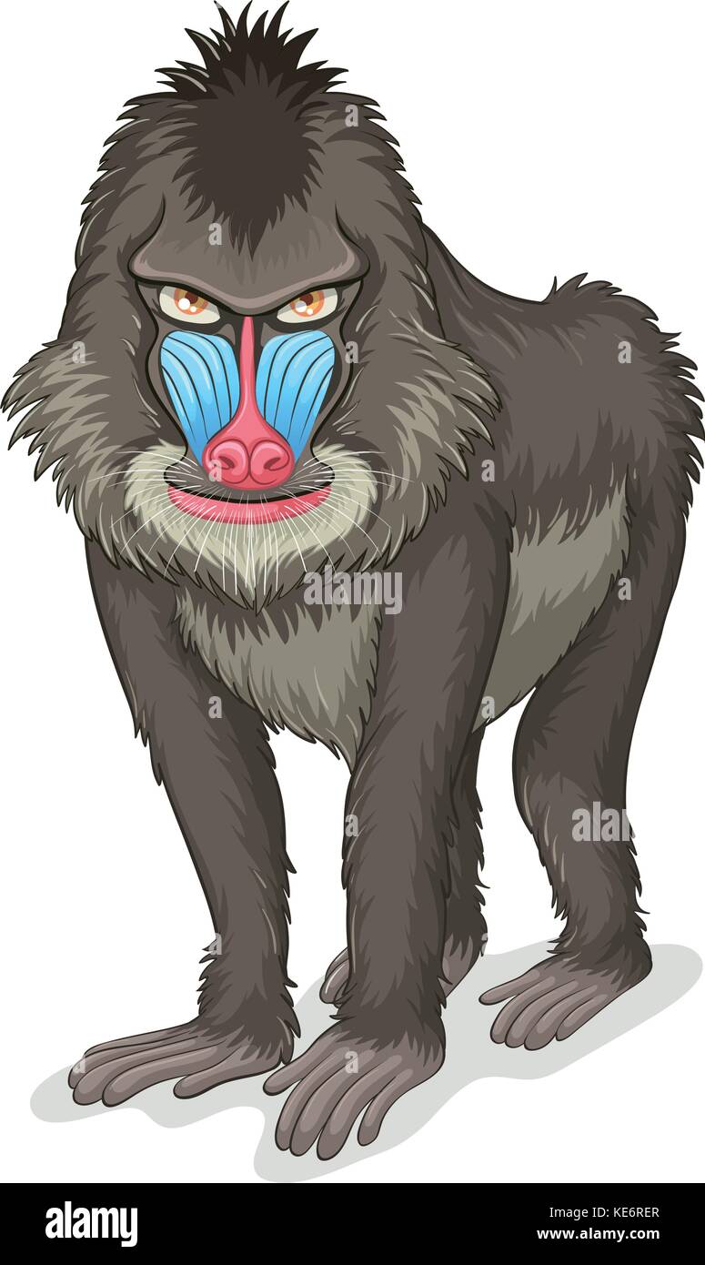 Illustration of a close up baboon Stock Vector Image & Art - Alamy