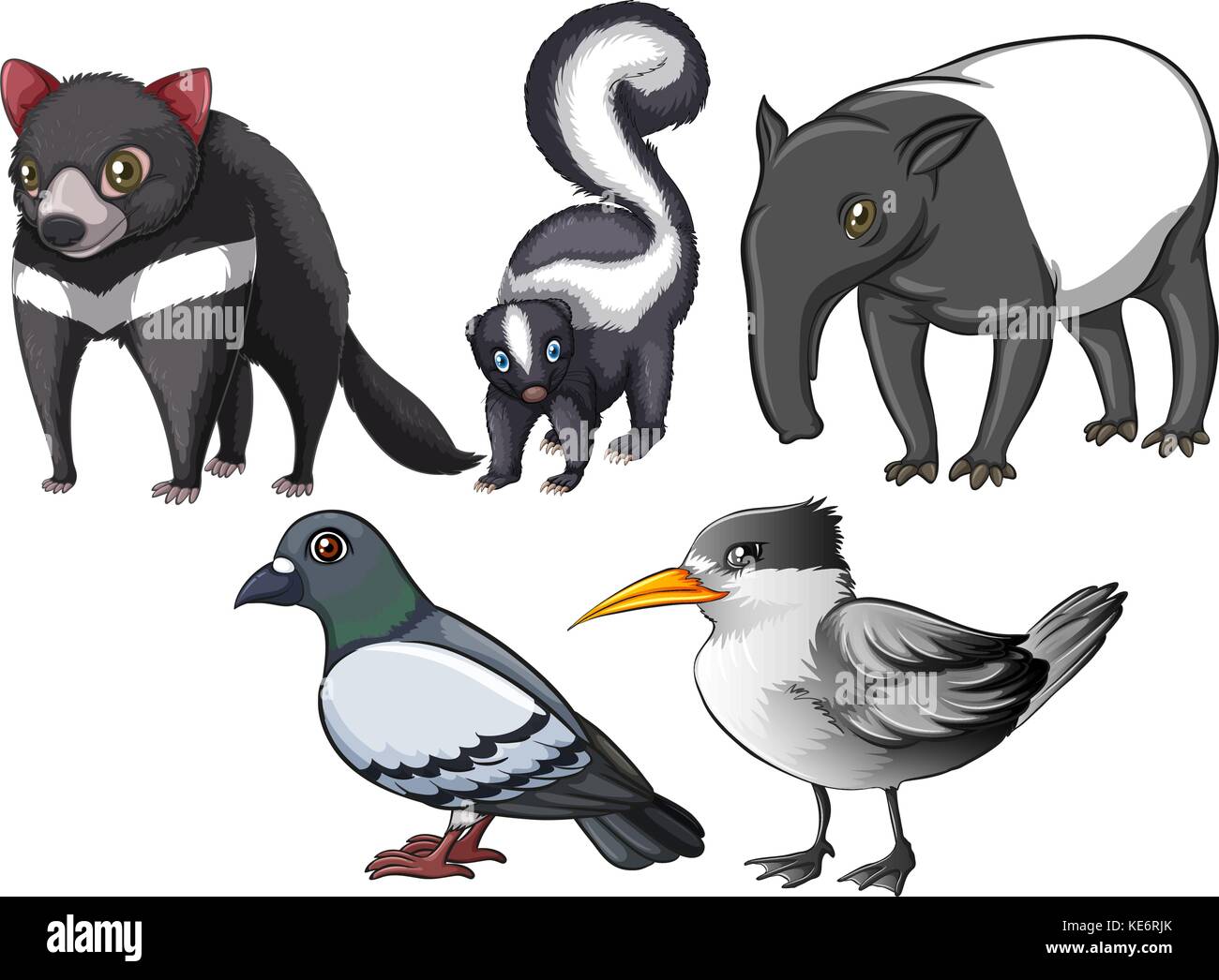 Gray squirrel picture Stock Vector Images - Alamy