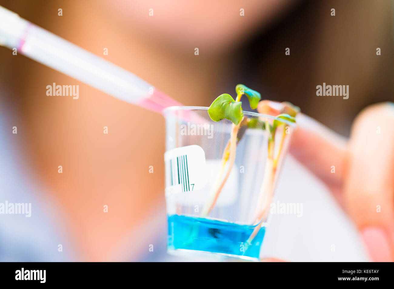 Photosynthesis experiment hi-res stock photography and images - Alamy