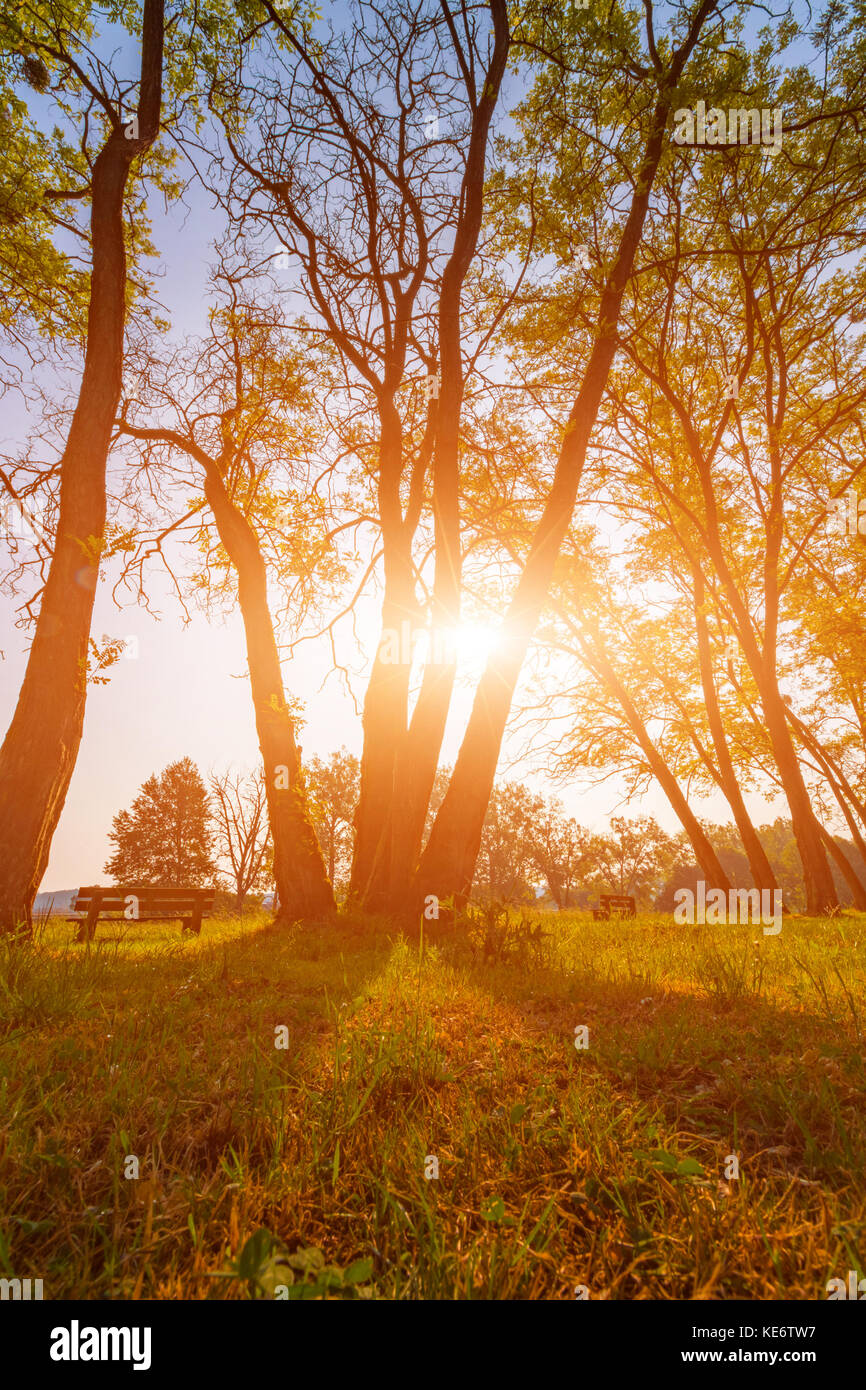 The sun shines through the trunk of a tree Stock Photo - Alamy