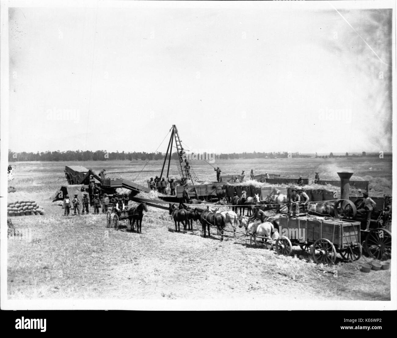 Threshing beans hi-res stock photography and images - Alamy