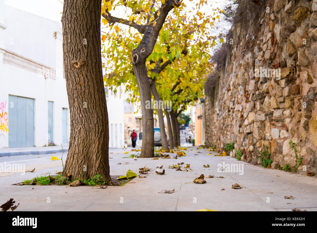 Trees in city street at autumn Stock Photo - Alamy