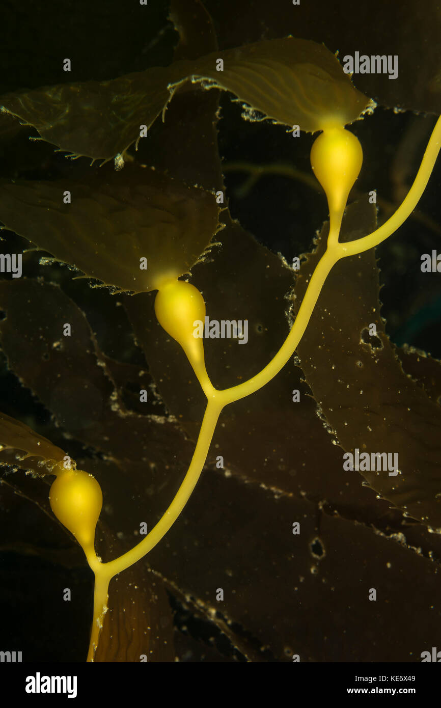 Gas Bladders of Giant Kelp, Macrocystis pyrifera, Catalina Island ...
