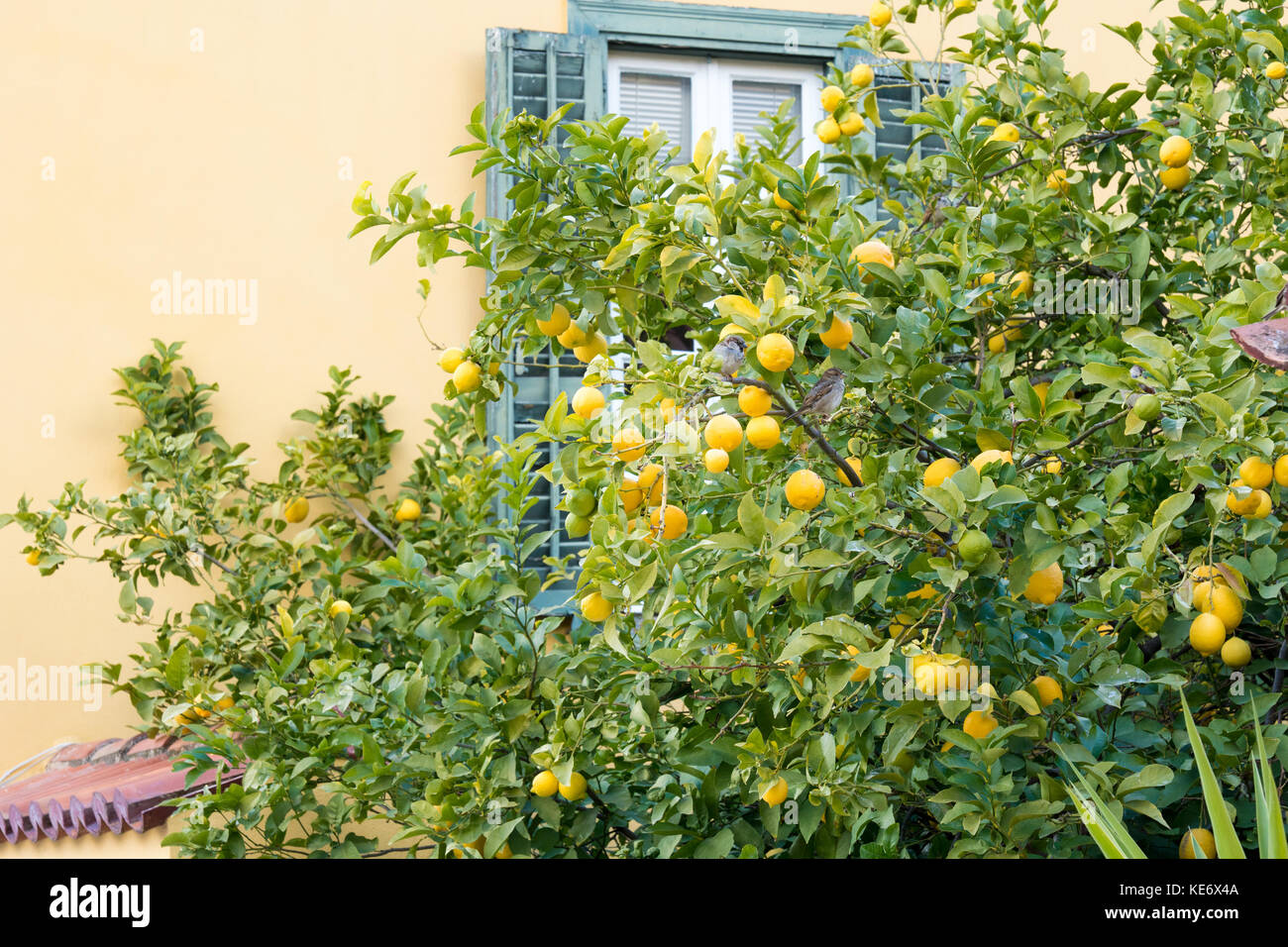 Orange tree near the house Stock Photo - Alamy