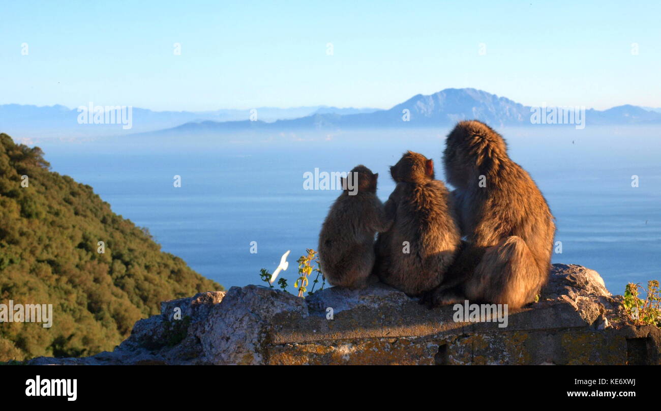 Sea monkeys hi-res stock photography and images - Alamy