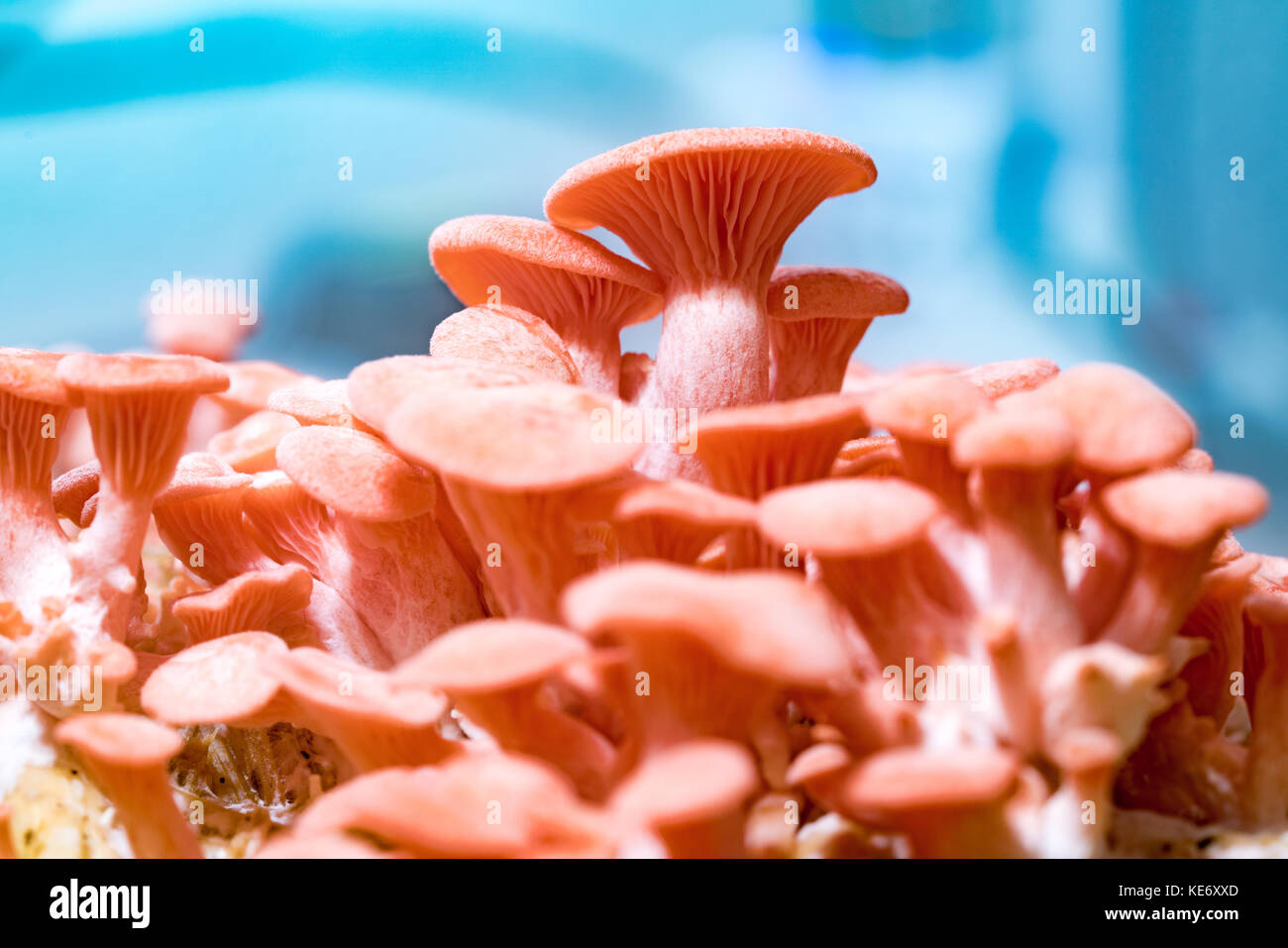 Pleurotus djamor mushrooms grow on substrate Stock Photo - Alamy