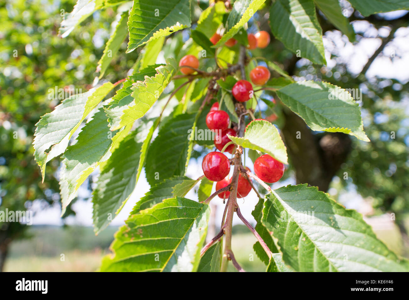 Red cherry tree Stock Photo - Alamy