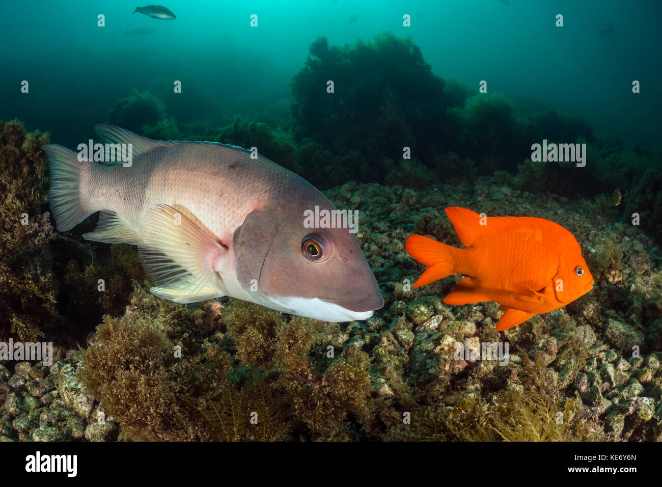 Sheephead hi-res stock photography and images - Alamy