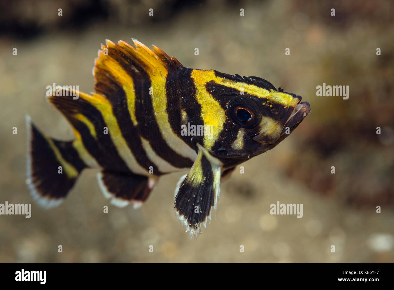 Juvenile Treefish, Sebastes serriceps, Catalina Island, California, USA ...