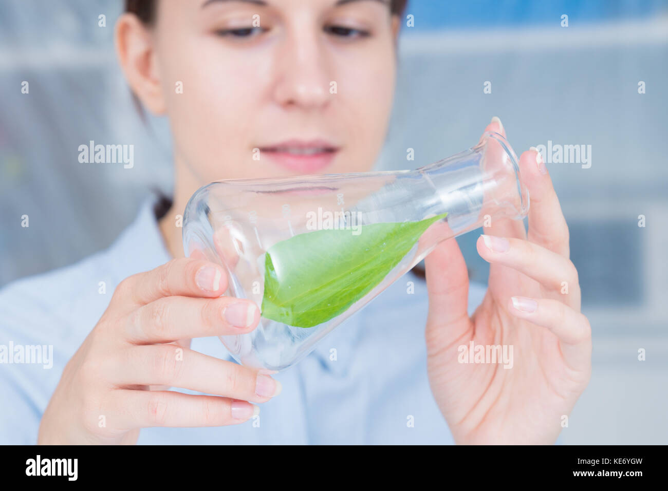 scientific researcher looking at a lab flask tube with green plant leaf ...