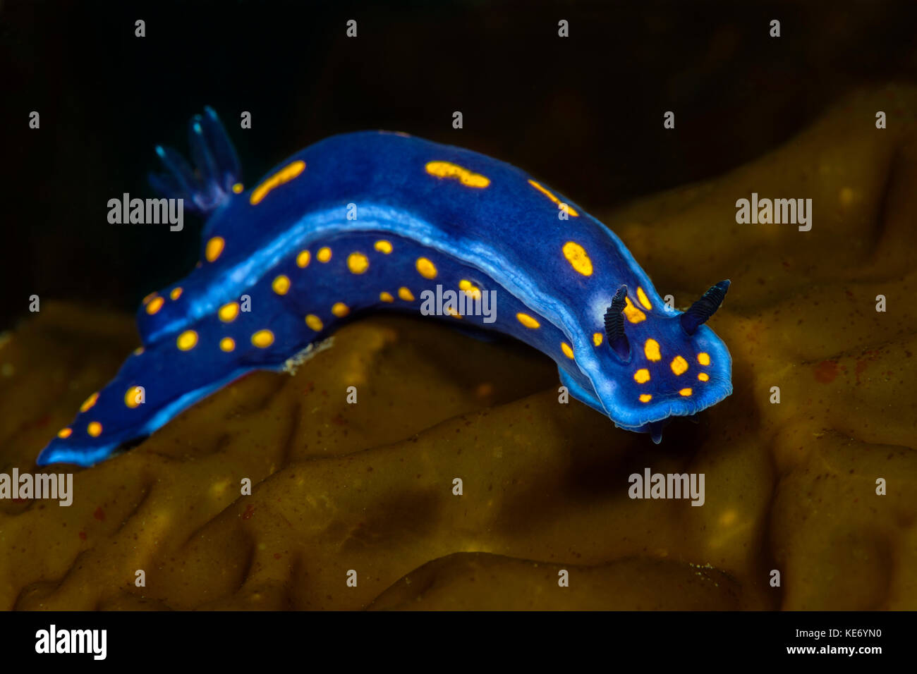 Blue Sea Slug