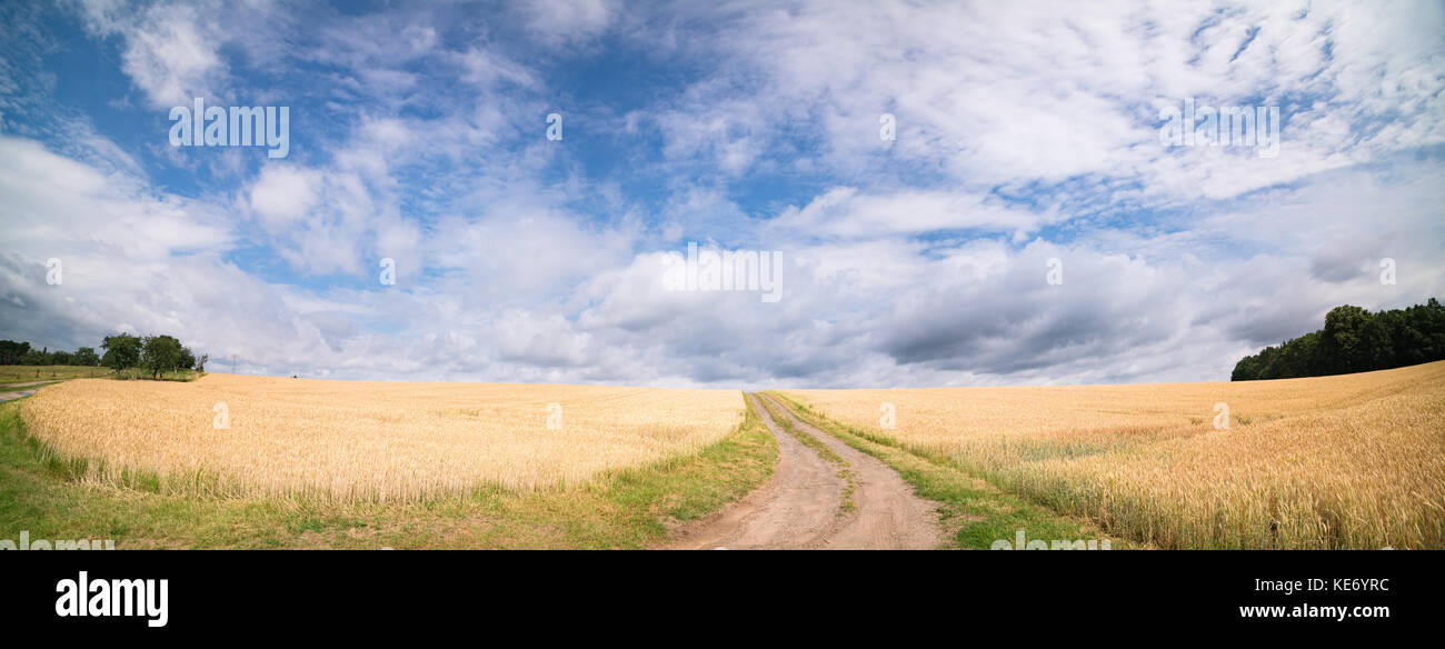 A field of ripe wheat road and a blue sky with clouds. Panoramic view ...