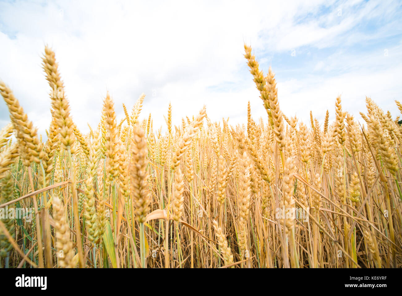 A field of ripe wheat road and a blue sky with clouds. Panoramic view ...