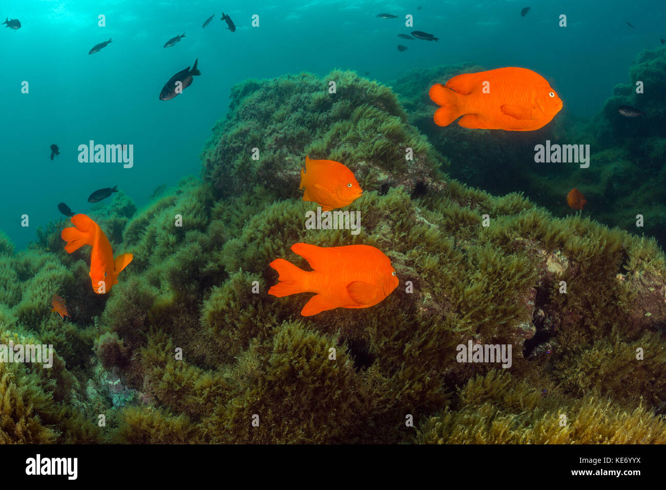 Garibaldi Fish, Hypsypops rubicundus, Catalina Island, California, USA ...