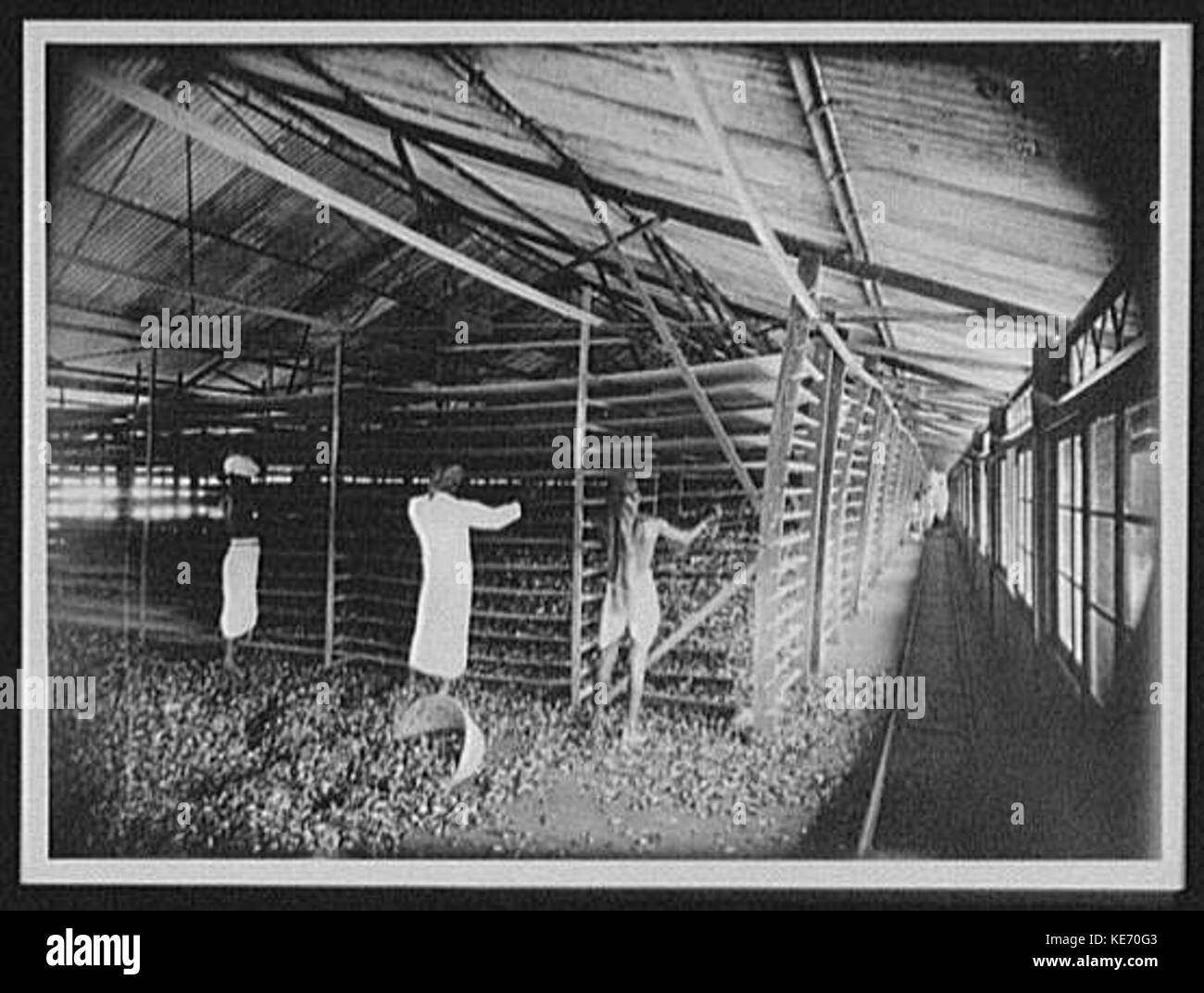 Tea factory Black and White Stock Photos & Images - Alamy