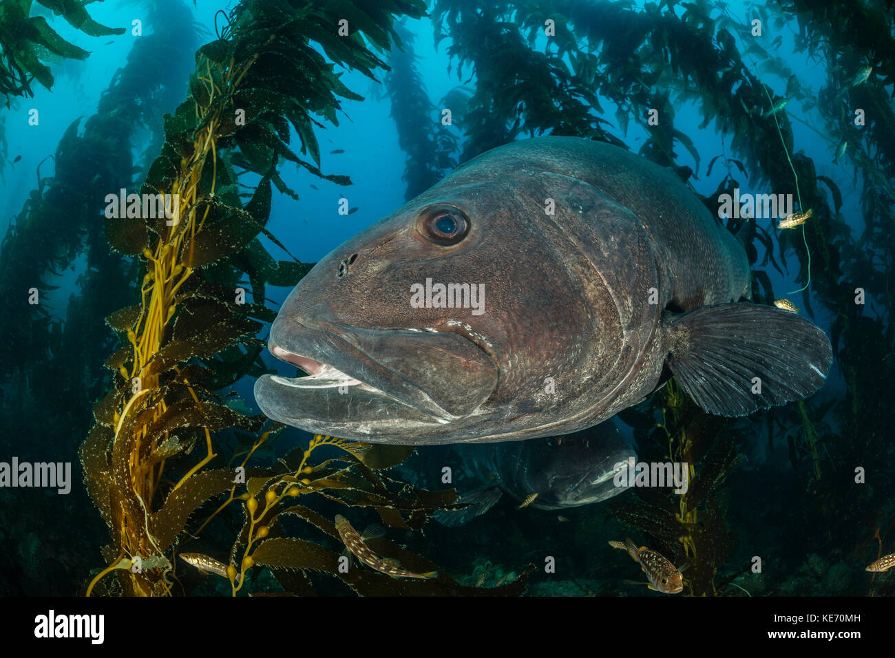 Wreckfish hi-res stock photography and images - Alamy