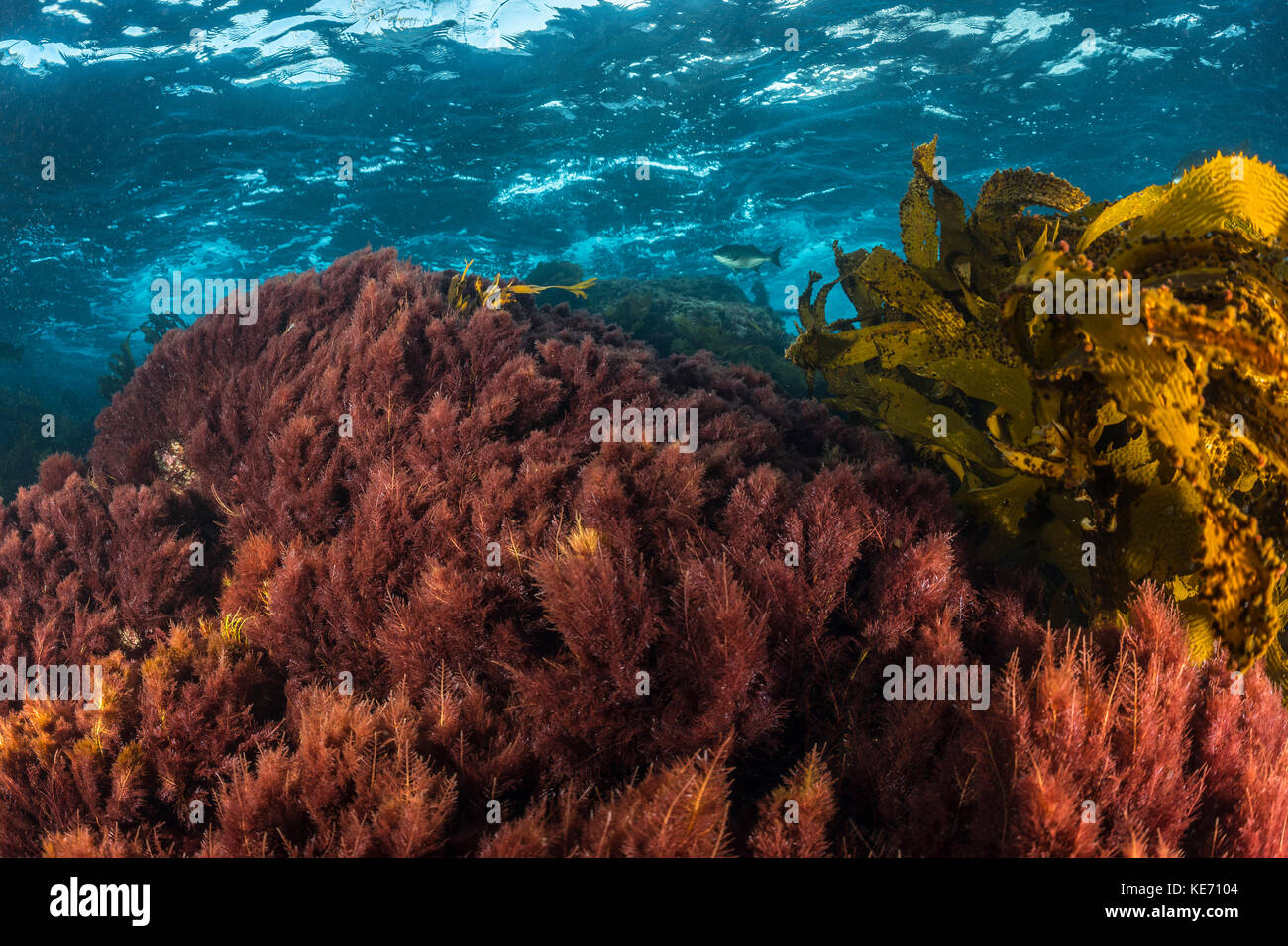 Red algae california hi-res stock photography and images - Alamy