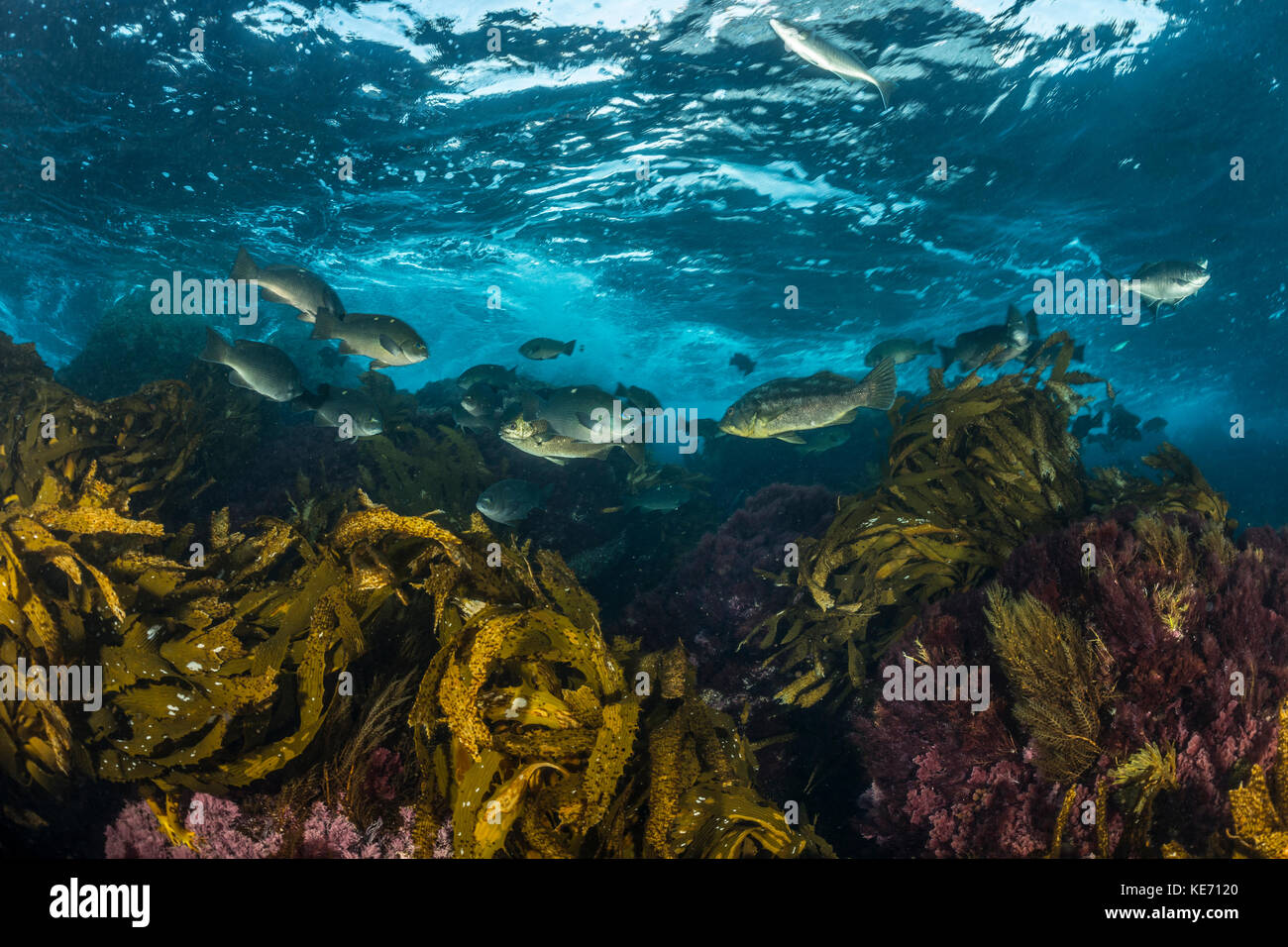Shoal of Opaleye over Southern Sea Palm, Girella nigricans, Catalina ...