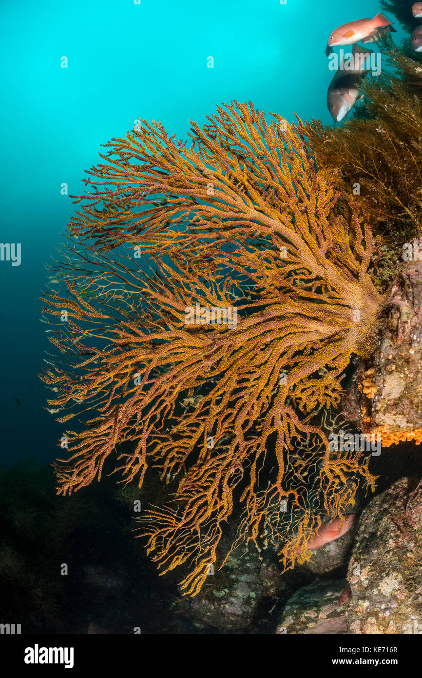 California Golden Gorgonian, Muricea californica, Catalina Island ...