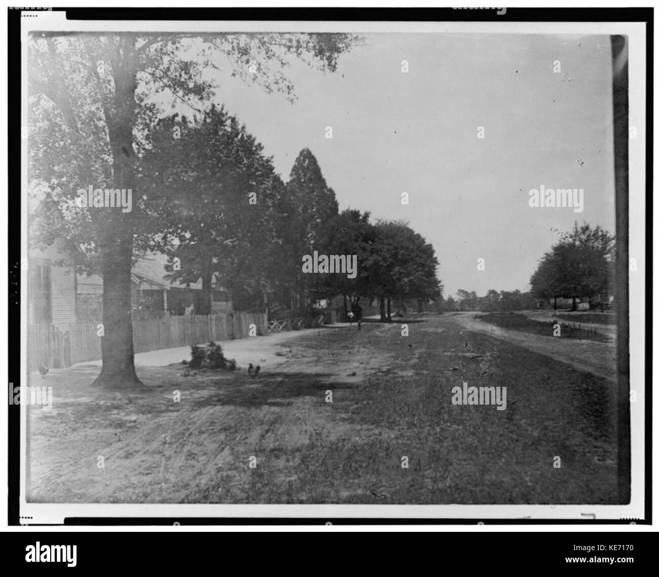 View along a tree lined lane LCCN99472285 Stock Photo - Alamy
