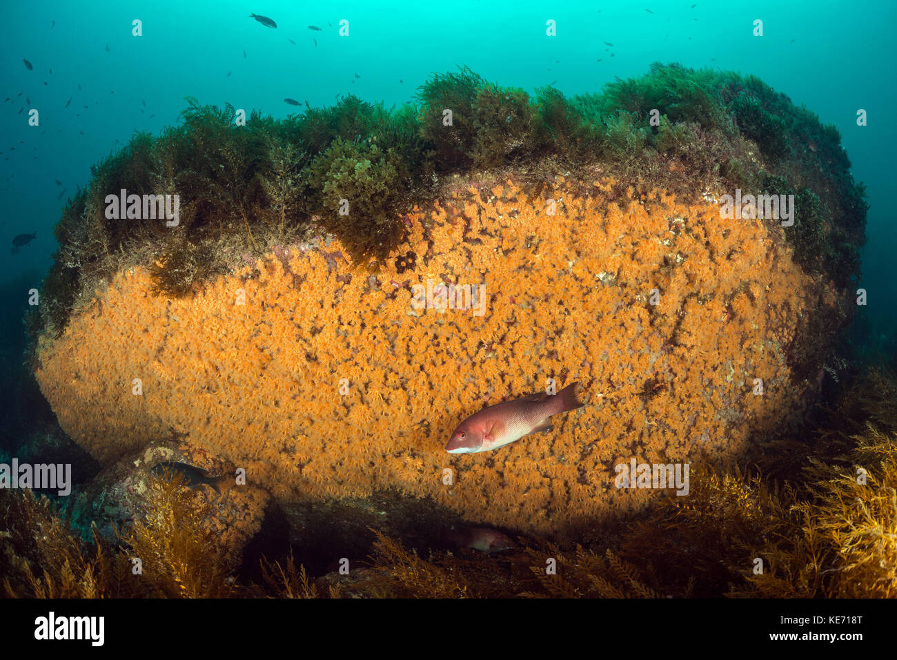 Zoanthid Anemones covers Rock, Zoantharia, Catalina Island, California ...