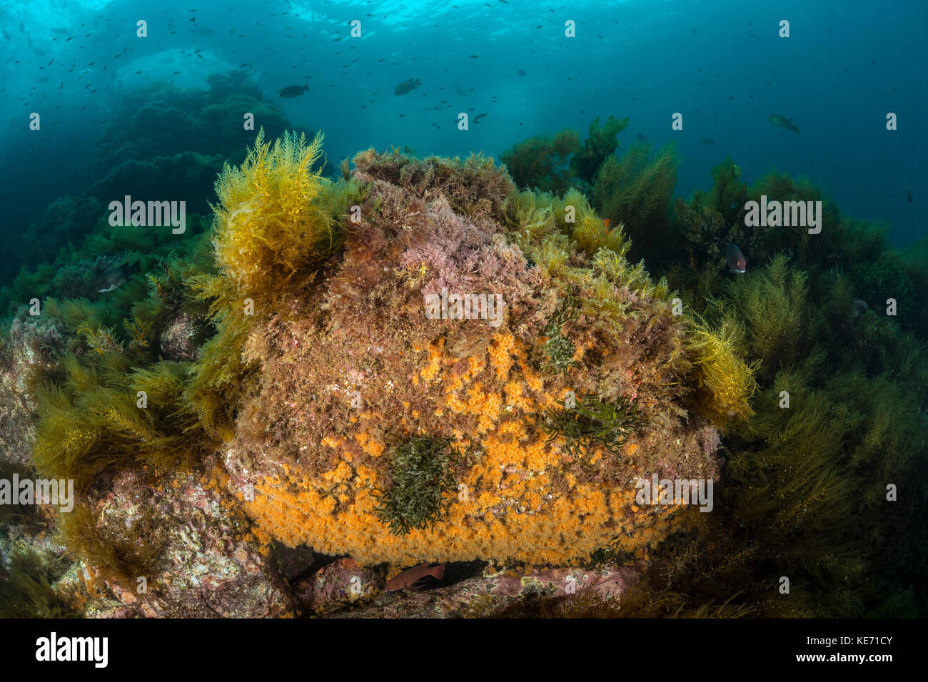 Zoanthid Anemones covers Rock, Zoantharia, Catalina Island, California ...
