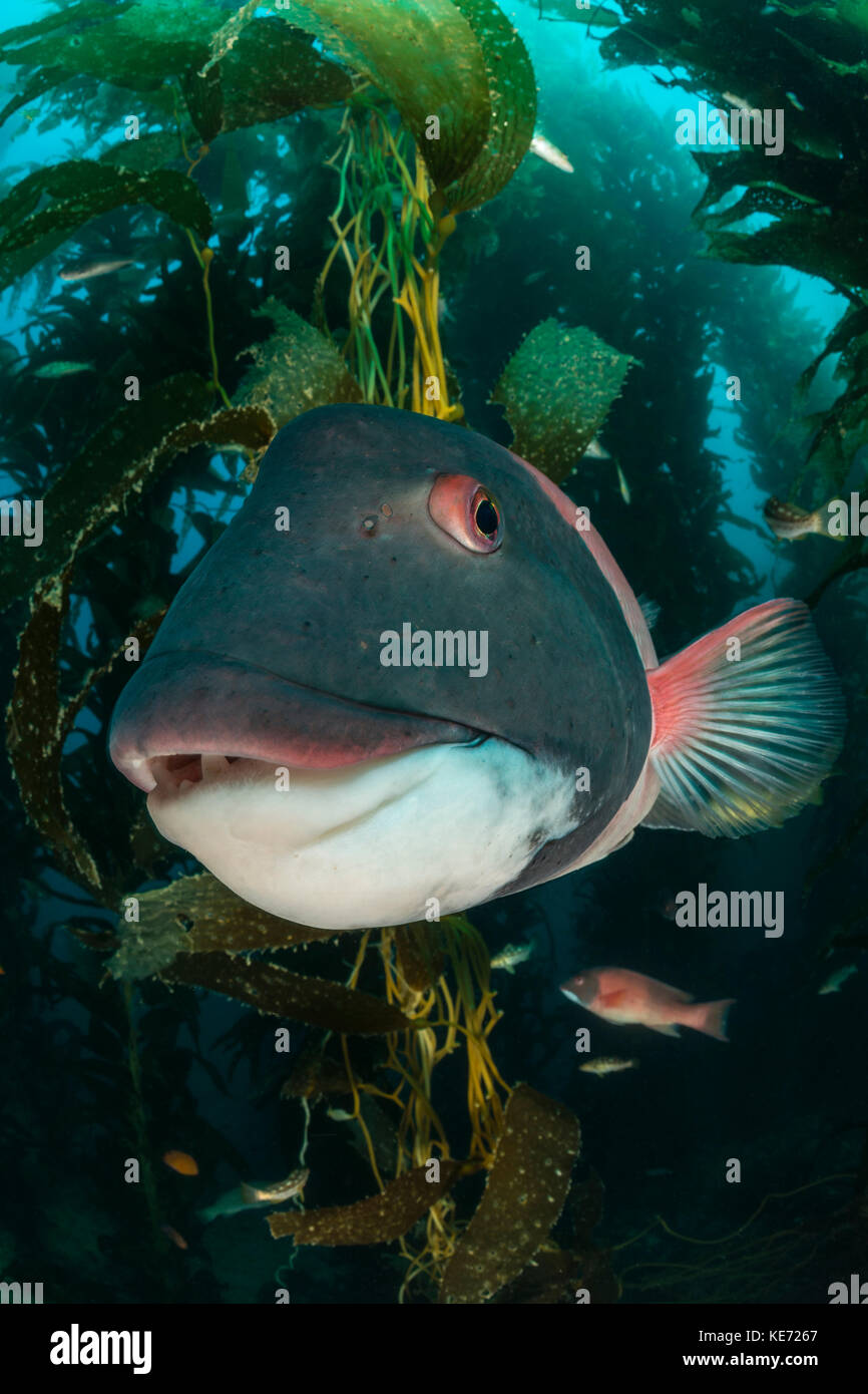 California Sheephead, Semicossyphus pulcher, Catalina Island ...